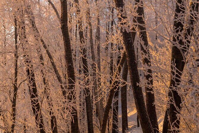 Anchorage Winter Wonderland Photo Tour - Who Will Love This Tour?
