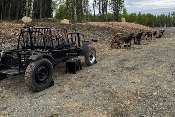 Anchorage's Authentic Dog Sledding Experience - A Deep Dive into the Experience
