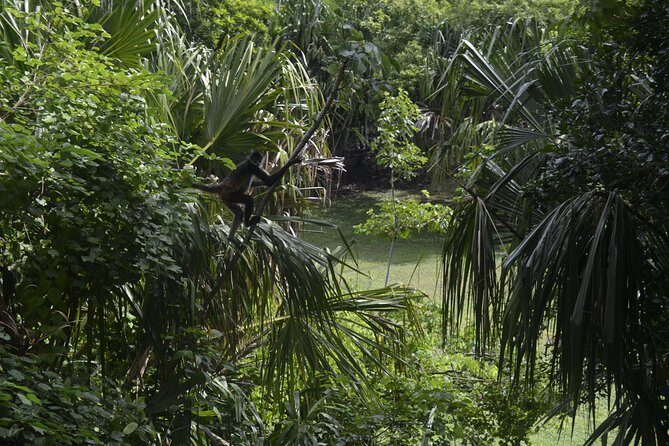 Ancient Chacchoben Mayan Ruins Tour from Costa Maya - The Sum Up