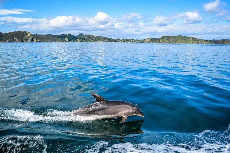Ancient City or Dolphin observaton cruise in Side w/Lunch - The Full Picture: What to Expect