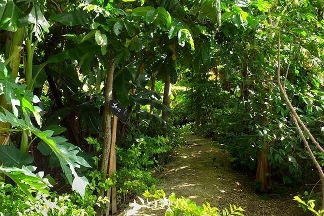 Ancient Tonga Cultur Tour 2hr Full Culture Tour - A Deep Dive into the Tonga Cultural Experience