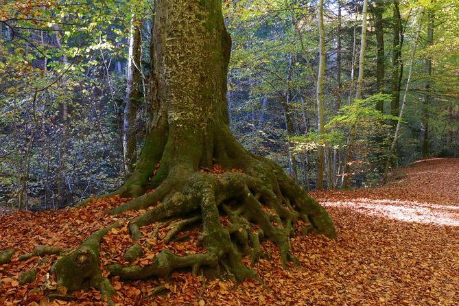 Andechs Monastery Beer Hike Food Experience Private Tour - Who Should Consider This Tour?