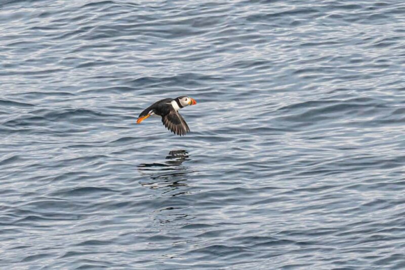 Andenes: Responsible Whale Watching with Classic Catamaran - Key Points