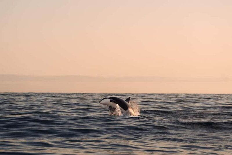 Andenes: Responsible Whale Watching with Classic Catamaran - An In-depth Look at the Whale Watching Tour