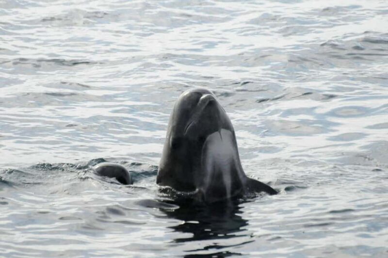 Andenes: Responsible Whale Watching with Classic Catamaran - FAQ