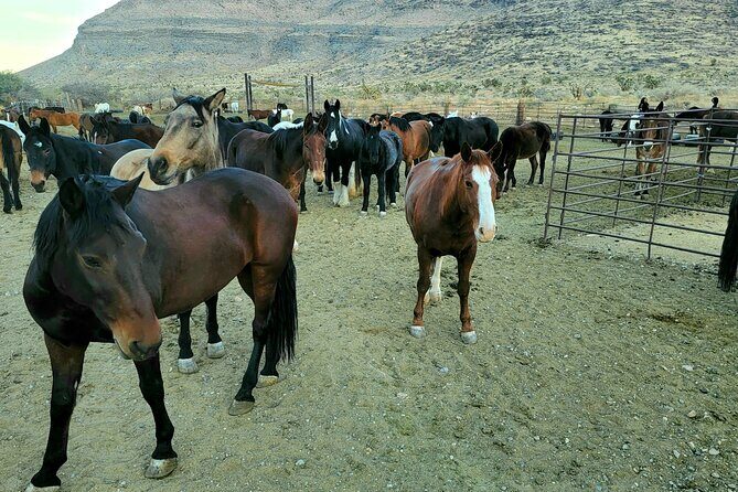 Animal Petting and Sunset Hike in Las Vegas - Final Thoughts: Is This Tour Worth It?