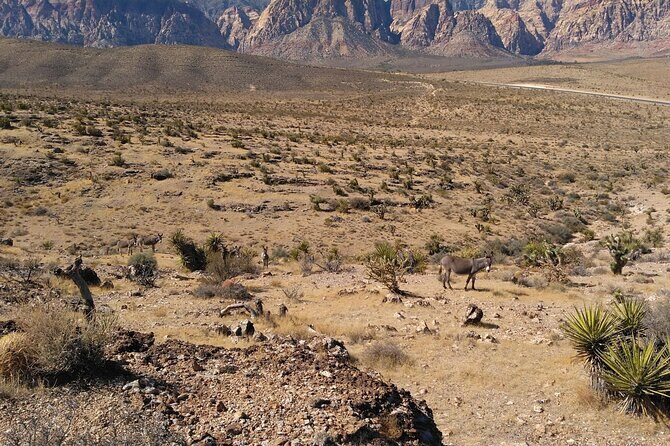 Animal Petting and Sunset Hike in Las Vegas - FAQ