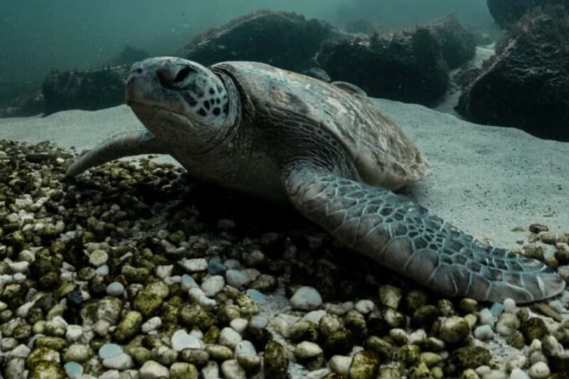 Anna Bay: Irukandji Entry + Coastal Currents Snorkel - The Value and Practical Aspects