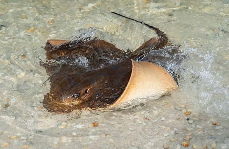 Anna Bay: Irukandji Entry + Coastal Currents Snorkel - Considerations and Who Will Love This Tour