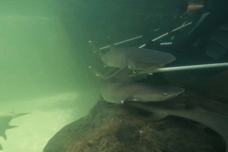 Anna Bay: Irukandji Entry Pass with Reef Shark Encounter - Practical Details and Considerations