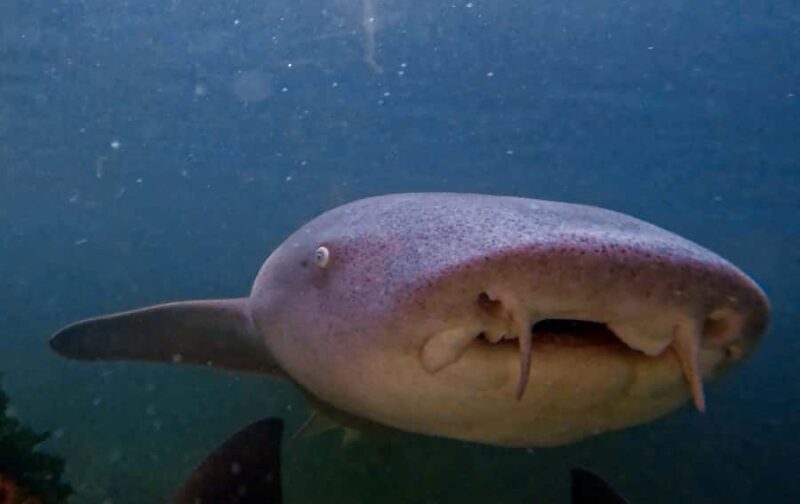 Anna Bay: Irukandji Entry Pass with Reef Shark Snorkel - What Makes This Tour Stand Out