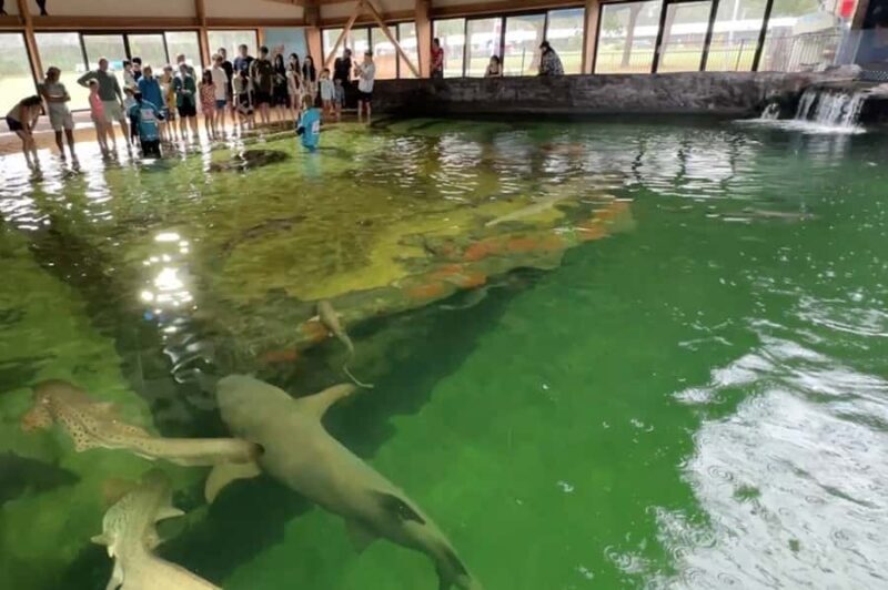 Anna Bay: Irukandji Entry Pass with Zebra Shark Encounter - FAQ