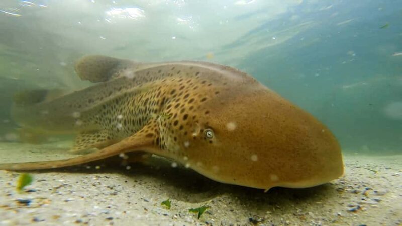 Anna Bay: Irukandji Entry with Zebra Shark Snorkel - What is the Irukandji Shark & Ray Encounter Experience?