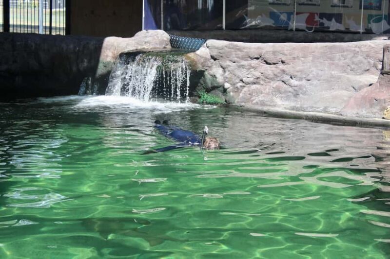 Anna Bay: Irukandji Entry with Zebra Shark Snorkel - How does it compare to other experiences?