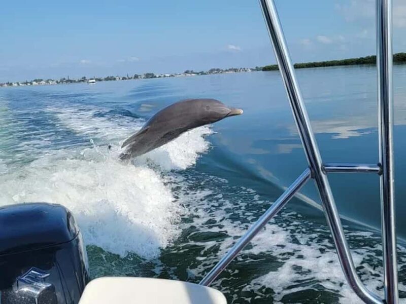 Anna Maria Island: Dolphin Cruise - Key Points