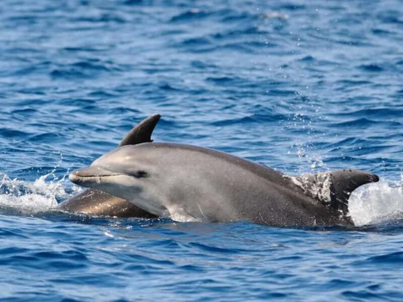 Anna Maria Island: Dolphin Cruise - Practical Details