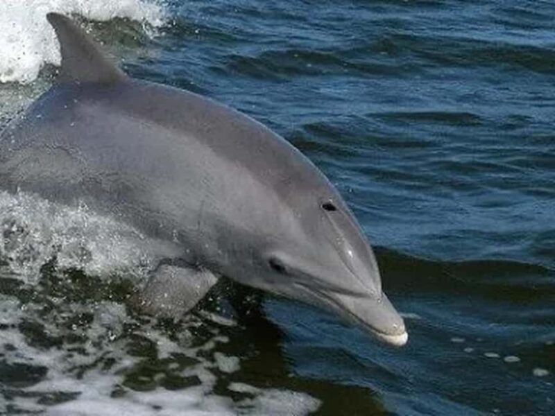 Anna Maria Island: Dolphin Cruise - Who Will Love This Tour?