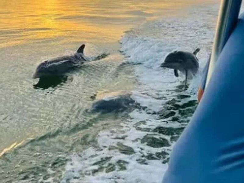 Anna Maria Island: Sunset Dolphin Cruise - Who Should Consider This Tour?