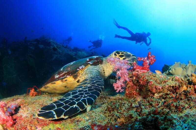 Antalya/Kemer: Scuba Diving Experience with 2 Dives & Lunch - An Authentic Look at the Kemer Scuba Experience