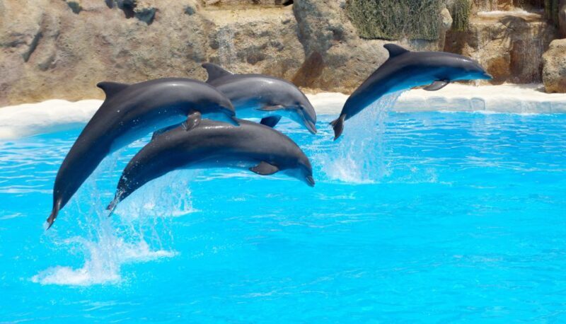 Antalya: The Land Of Legends Ticket Theme Park w/ Transfer - The Sum Up: Who Will Love This Experience?