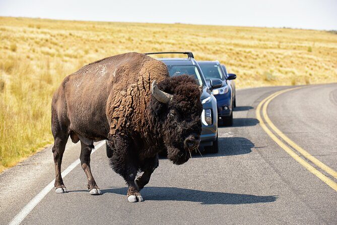 Antelope Island Wildlife Expedition Great Salt Lake Adventure - Introduction