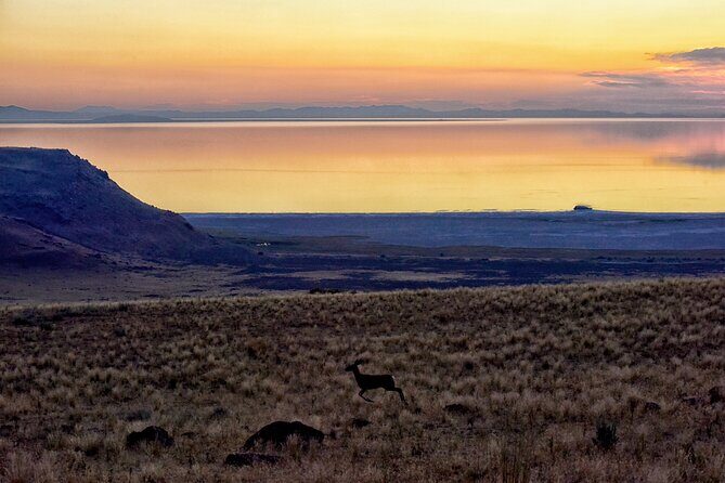 Antelope Island Wildlife Expedition Great Salt Lake Adventure - An In-Depth Look at the Tour Experience