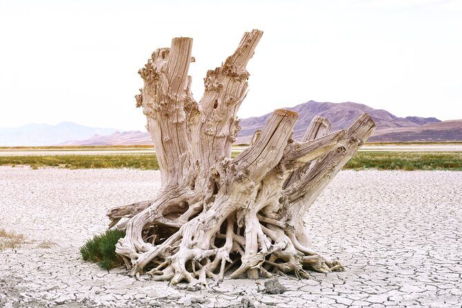 Antelope Island Wildlife Expedition Great Salt Lake Adventure - FAQs