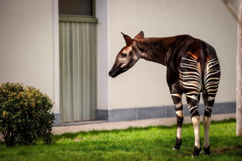 Antwerp: ZOO Entry Ticket - Exploring the Historic Antwerp Zoo: A Detailed Experience