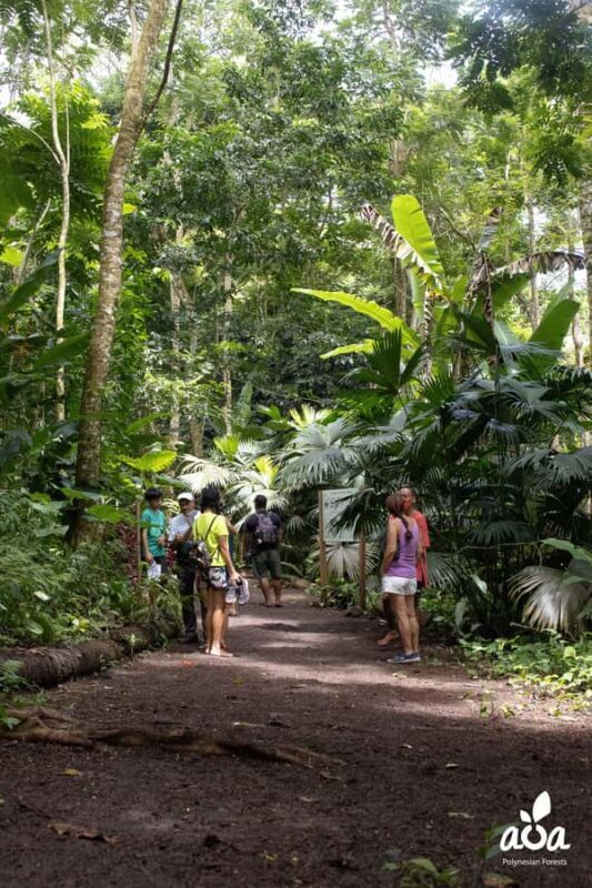 AOA Polynesian Forests - Educational Forest and Scavenger Hunt, Tahiti, West Coast - Key Points