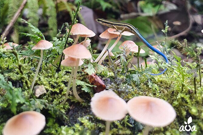 AOA Polynesian Forests - Educational Forest and Tahitian Trail Game DE - Practical Details and Considerations