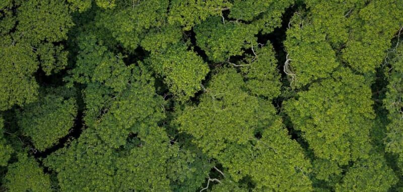 AOA Polynesian Forests - Tahiti Biodiversity Sanctuary Hike - Practical Aspects and Value