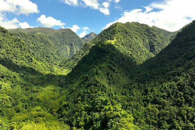 AOA Polynesian Forests - Tahiti Nature Immersion Day - An In-Depth Look at the Tahiti Nature Immersion Day