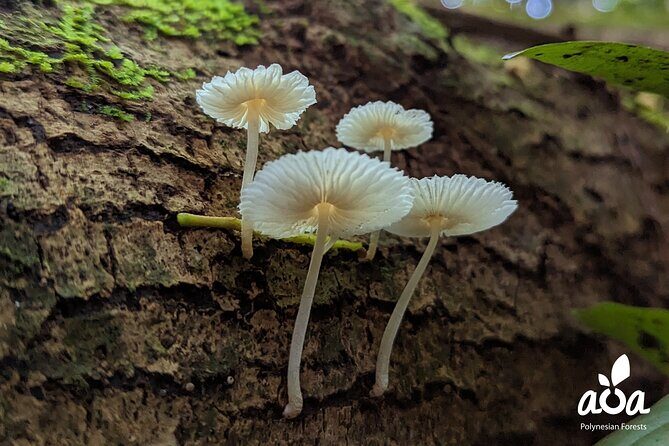 AOA Polynesian Forests - Tahiti Nature Immersion Day - FAQ