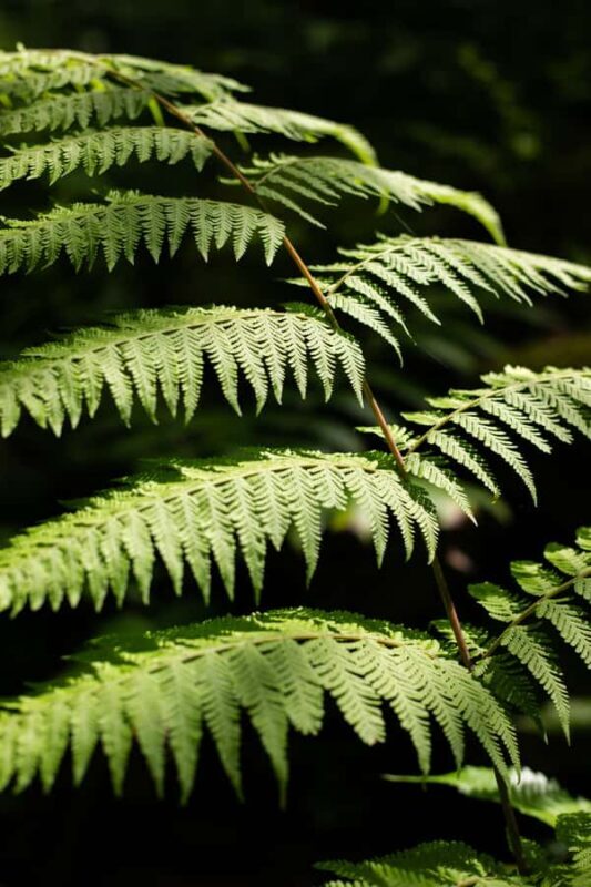 AOA Polynesian Forests - Tahiti Nature Immersion Day - Key Points