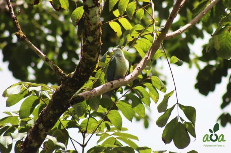 AOA Polynesian Forests - Tahiti Nature Immersion Day - A Closer Look at the Tour Experience