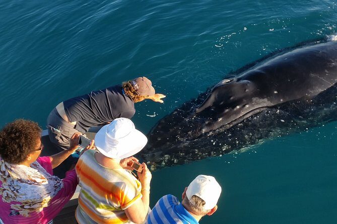 AOC Whale Watching from Broome - Discovering Broomes Whale Watching with AOC: An In-Depth Review