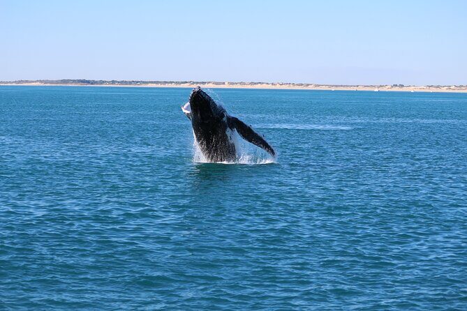 AOC Whale Watching from Broome - Who Will Love This Tour?