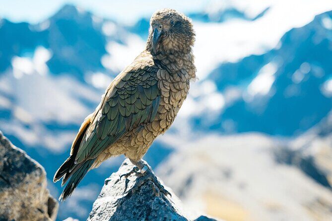 Aoraki Adventure Private Tour from Timaru Cruise Port - What Makes This Tour Worth Considering?