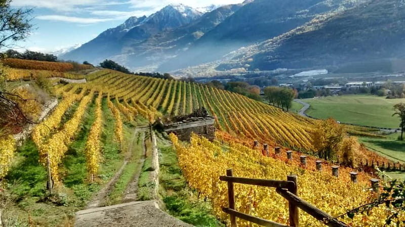 Aosta Valley: Visit and wine tasting at the Grosjean winery - Discovering the Grosjean Winery in the Aosta Valley