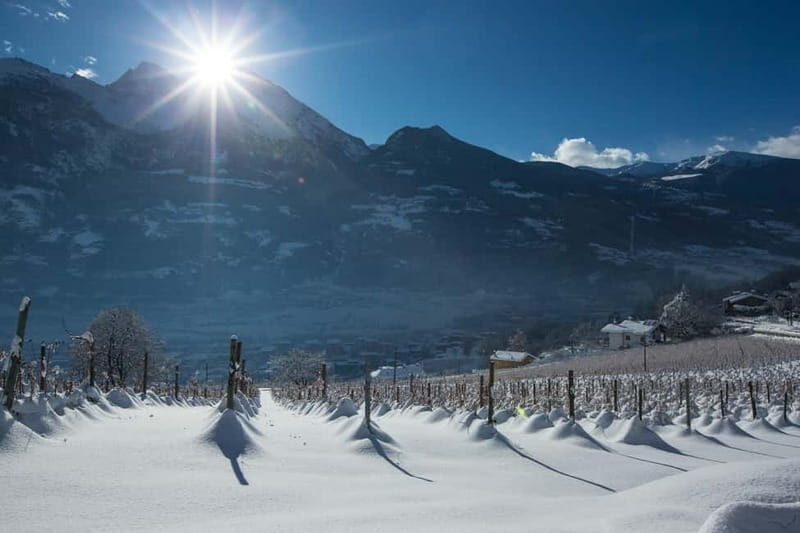 Aosta Valley: Visit and wine tasting at the Grosjean winery - Practical Details and Experience Tips