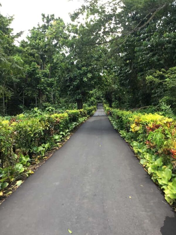 Apia Port: Cruise Guests Shore Excursion - The Main Attraction: To Sua Ocean Trench  