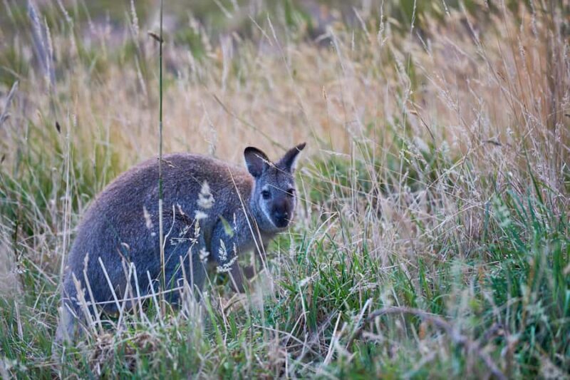 Apollo Bay: Dusk Discovery Great Ocean Road Wildlife Tour - Final Thoughts