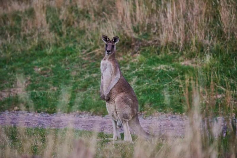 Apollo Bay: Dusk Discovery Great Ocean Road Wildlife Tour - FAQ