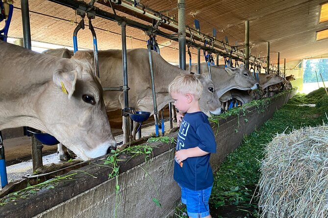 Appenzell Cow milking experience from Zurich with alpine scenery - FAQ