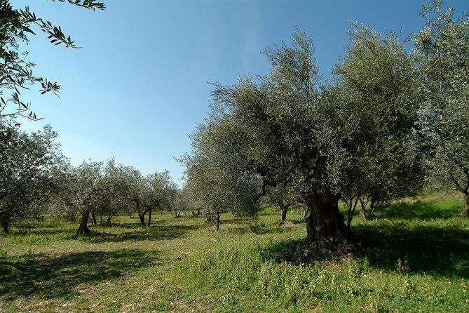 Apprentice Olive Oil taster for a day! - The Itinerary Breakdown