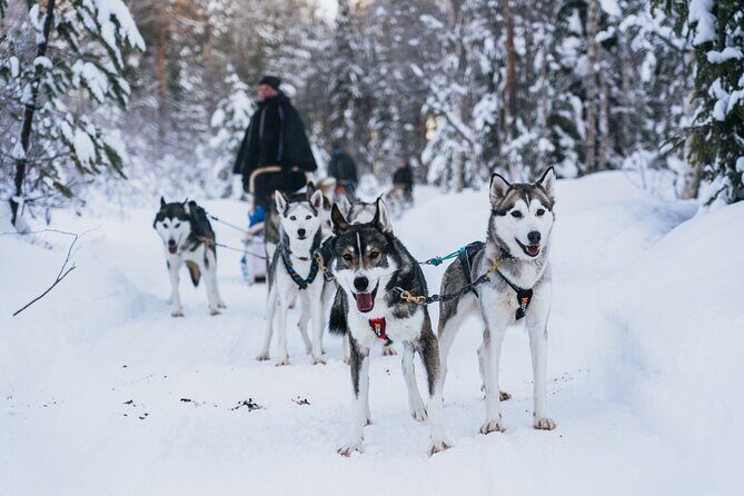 Apukka Husky Adventure in Rovaniemi - Key Points