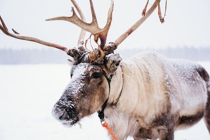 Apukka Reindeer Journey - What is the Apukka Reindeer Journey?