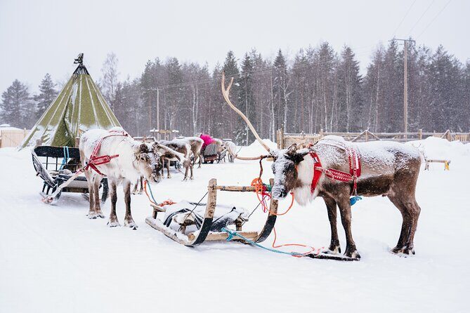 Apukka Reindeer Journey - The Pros and Cons