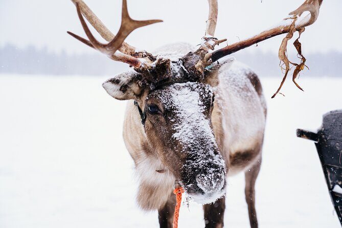 Apukka Reindeer Journey - Frequently Asked Questions