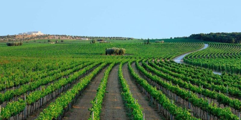 Apulia: Guided Vineyard Tour with Wine Tasting - Who Would Love This Tour?
